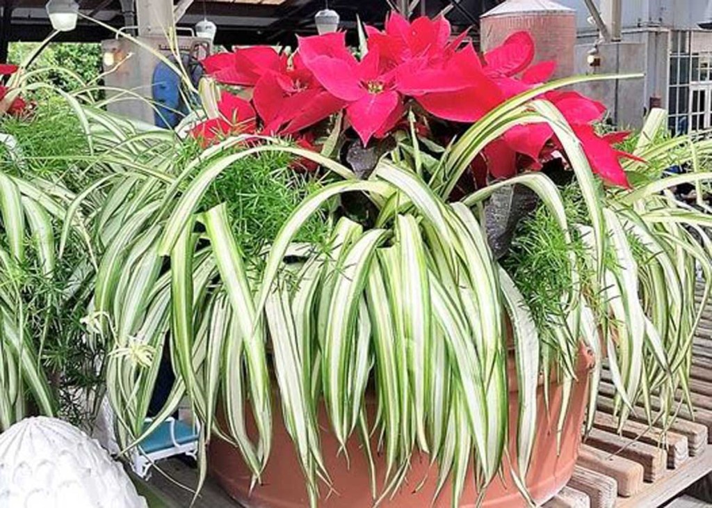 unusual plants for the garden