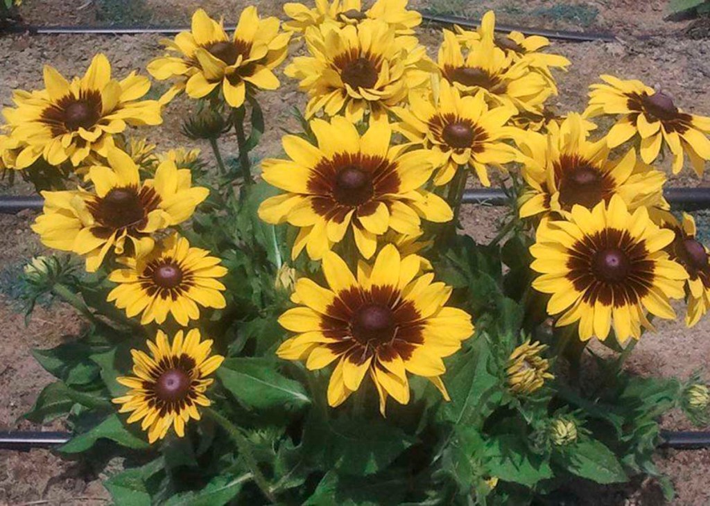 rudbeckia indian summer annual or perennial