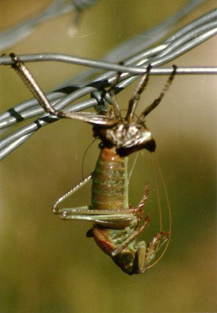 lightning bug swindon
