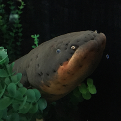 electric eel customer service
