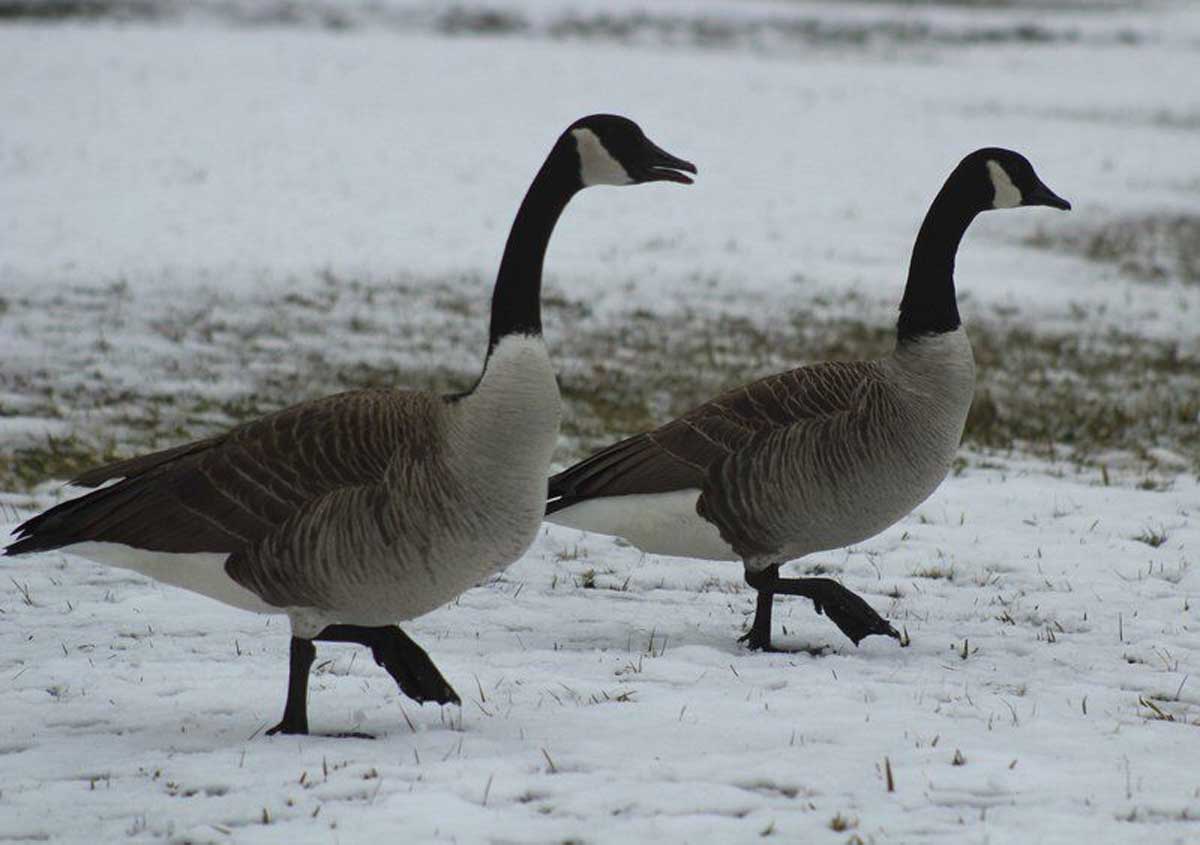 Snow vanishes as temperatures climb | Meridian Star