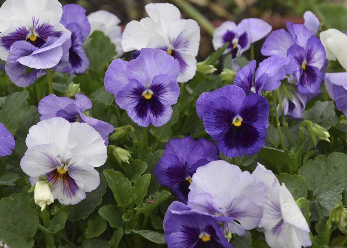 Matrix, Delta pansies are great cool-season colors | Meridian Star