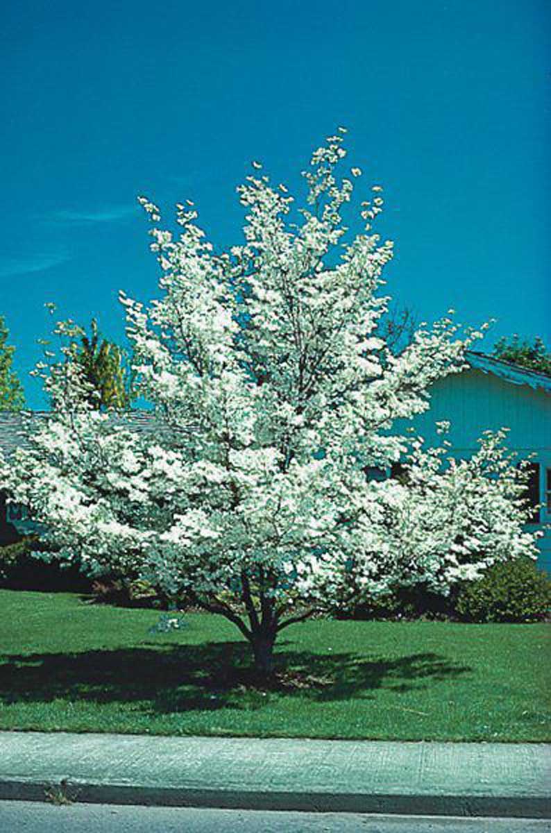 Celebrate the new year with 10 free flowering trees from the Arbor Day ...