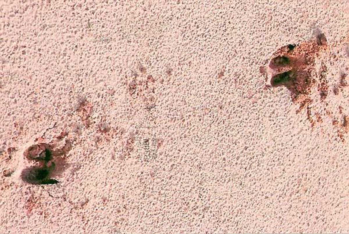 Beginner’s guide to reading deer signs | Meridian Star