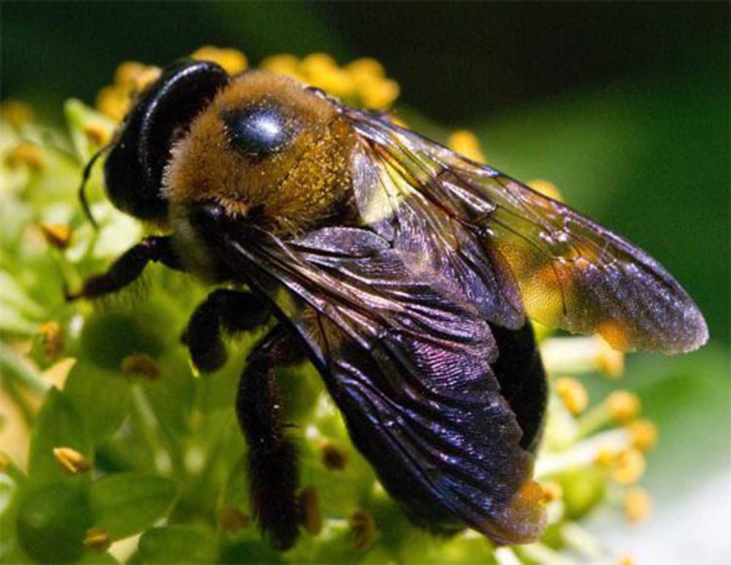carpenter bees pollinators