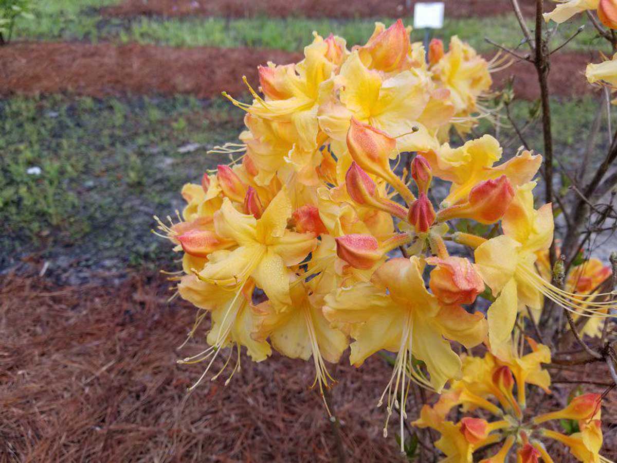 Deciduous azaleas can prosper in full sun | Meridian Star