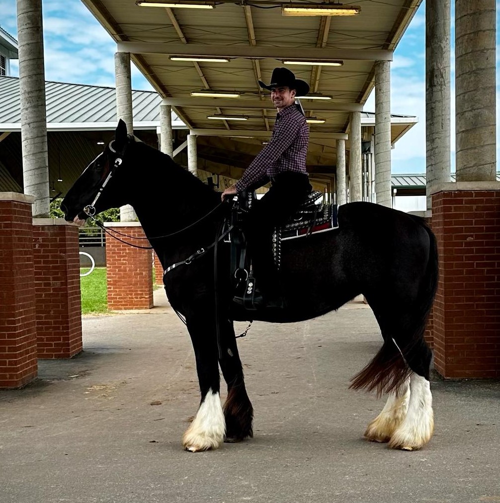 Endangered Shire Horse to participate in State Games of Mississippi ...