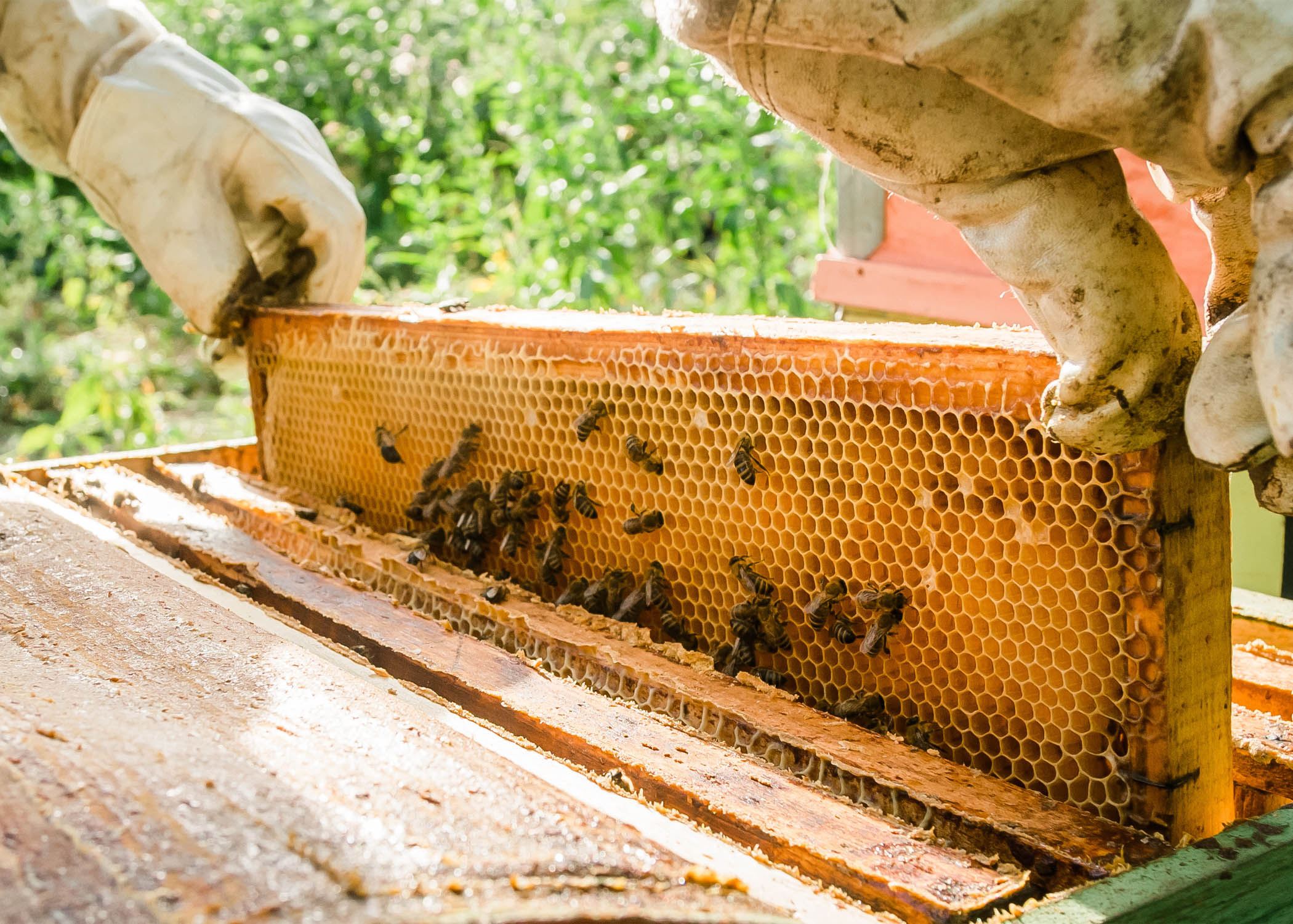Africanized honey bees not established in Mississippi | Meridian Star