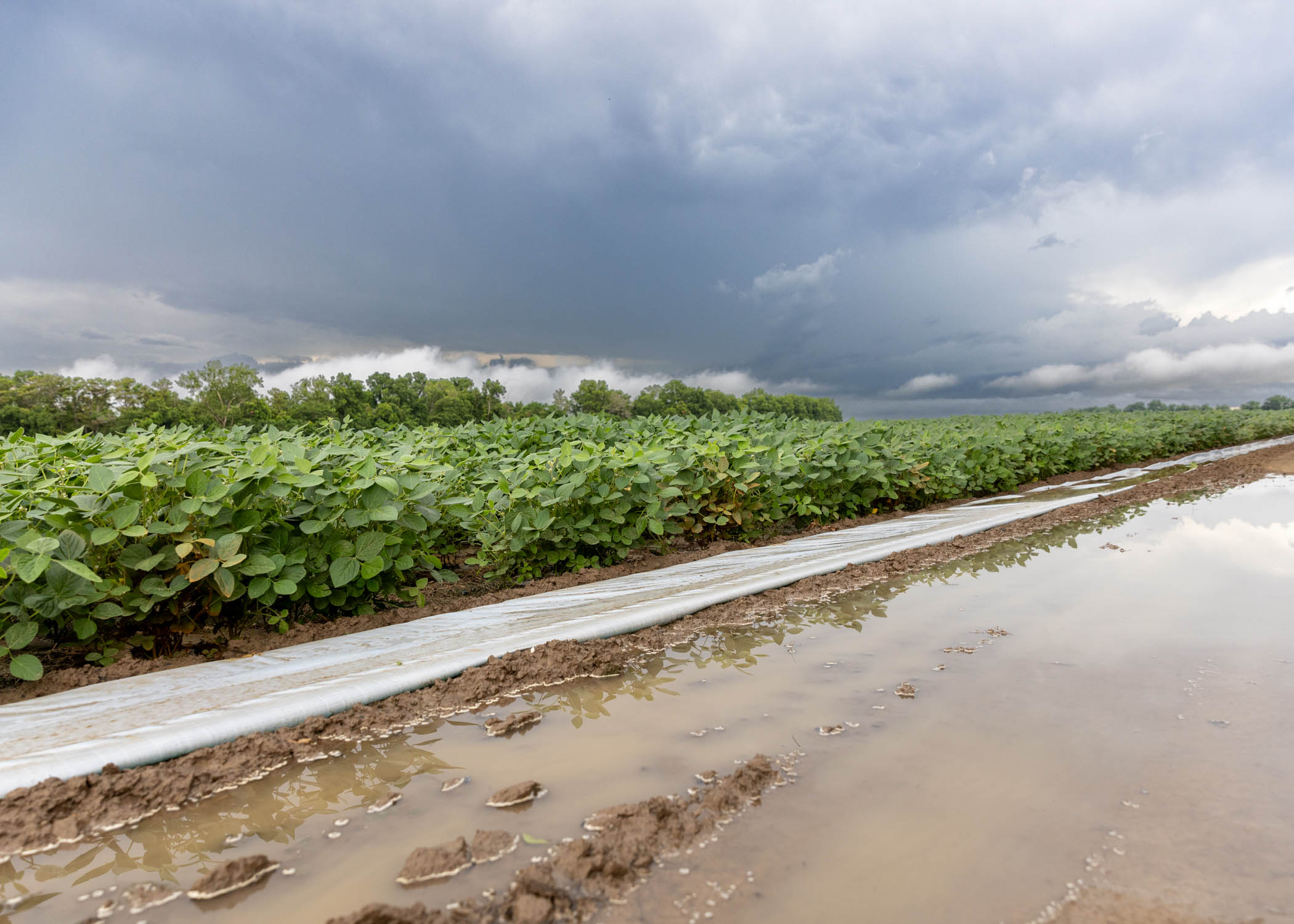 Rains continue to disrupt planting, give crops trouble | Meridian Star