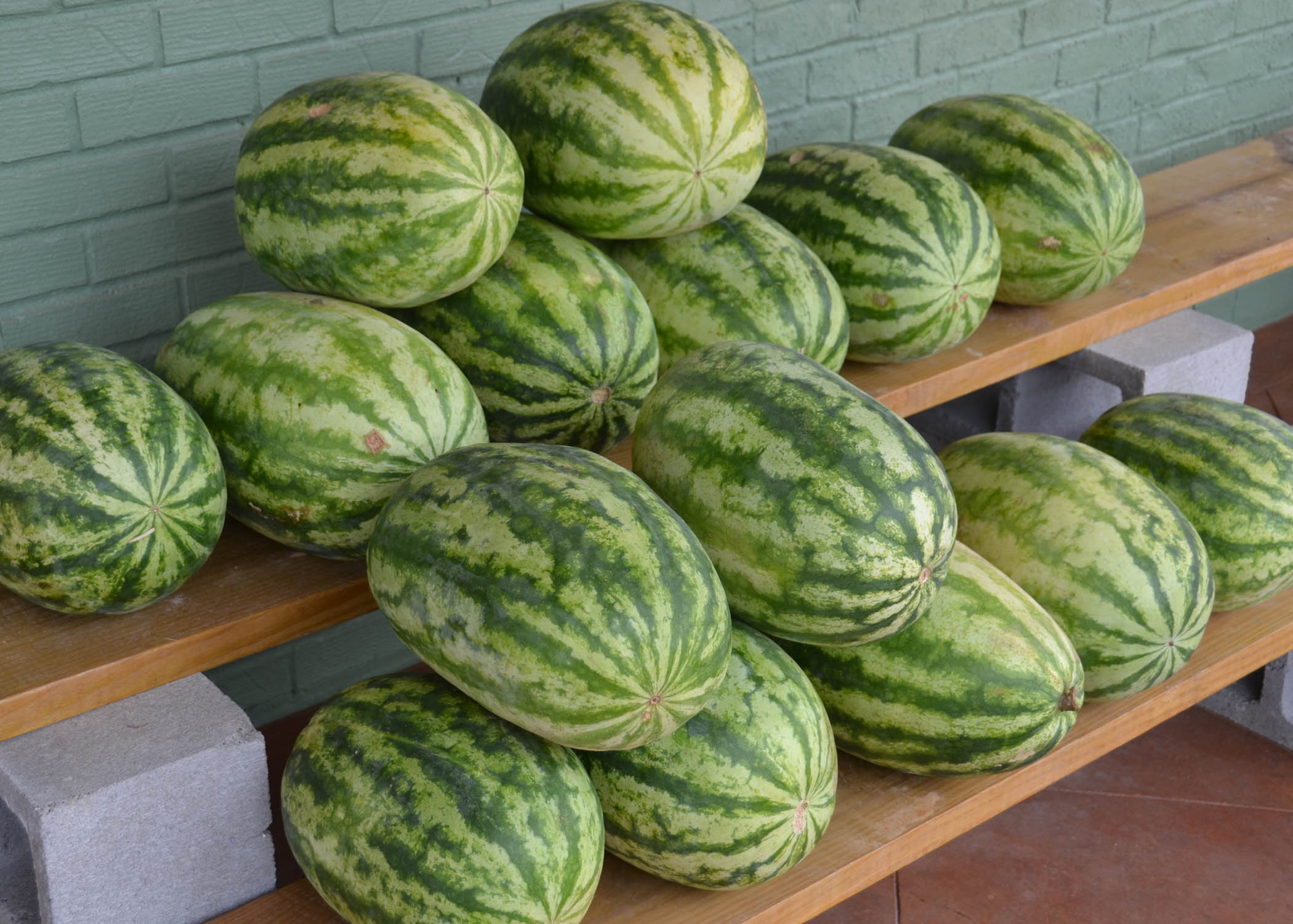 Weather dampens hopes for good watermelon crop | Meridian Star