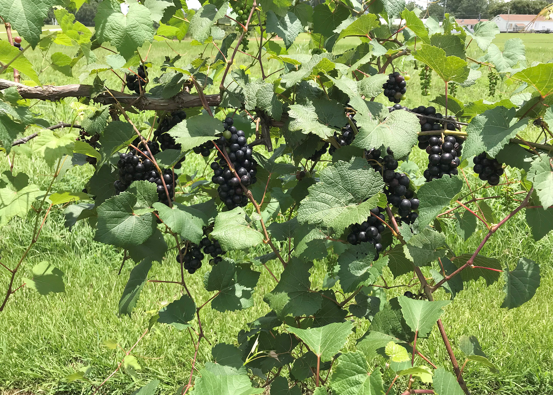 MSU to host bunch grape workshop July 11 in Poplarville | Meridian Star