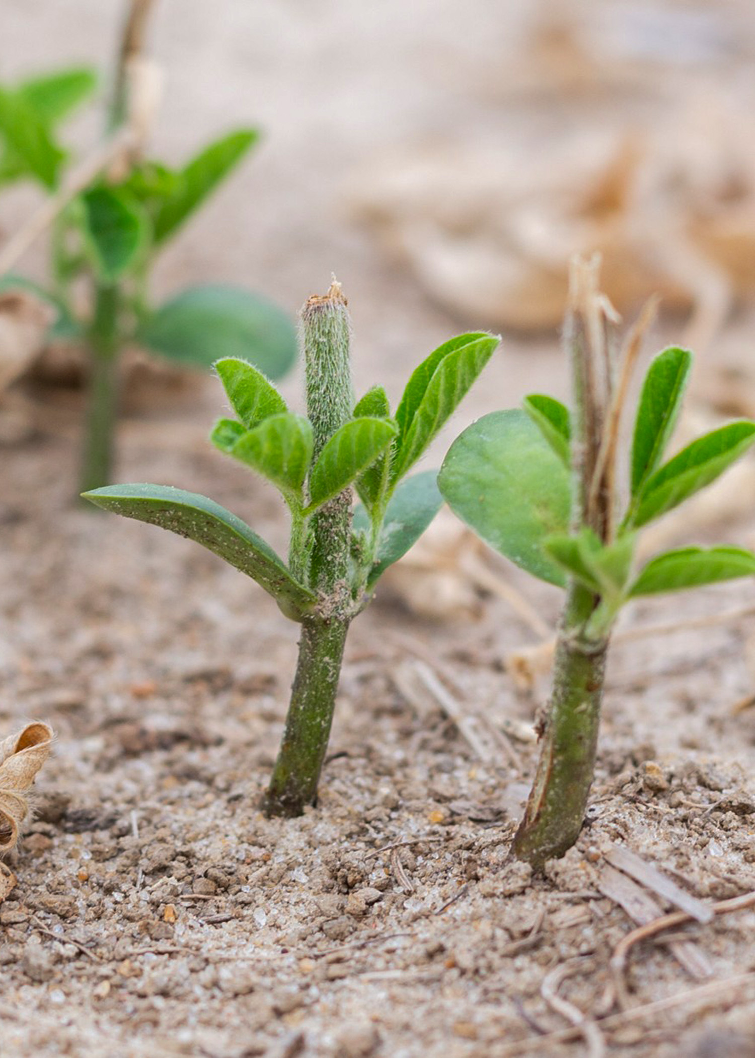 Deer depredation is a row crop concern | Meridian Star