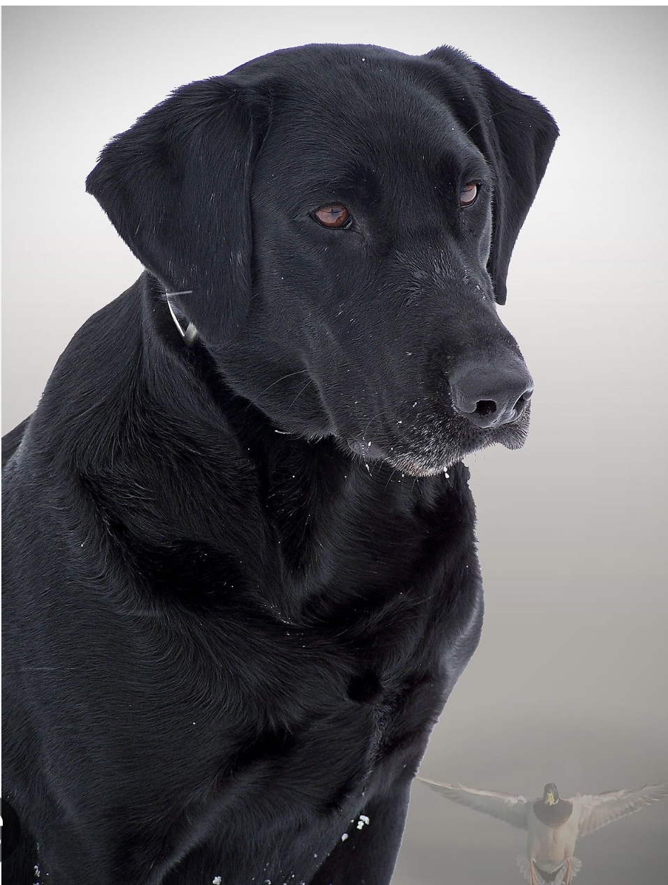 Welcome to 2026, Meridian, Mississippi, America 250 | Meridian Star